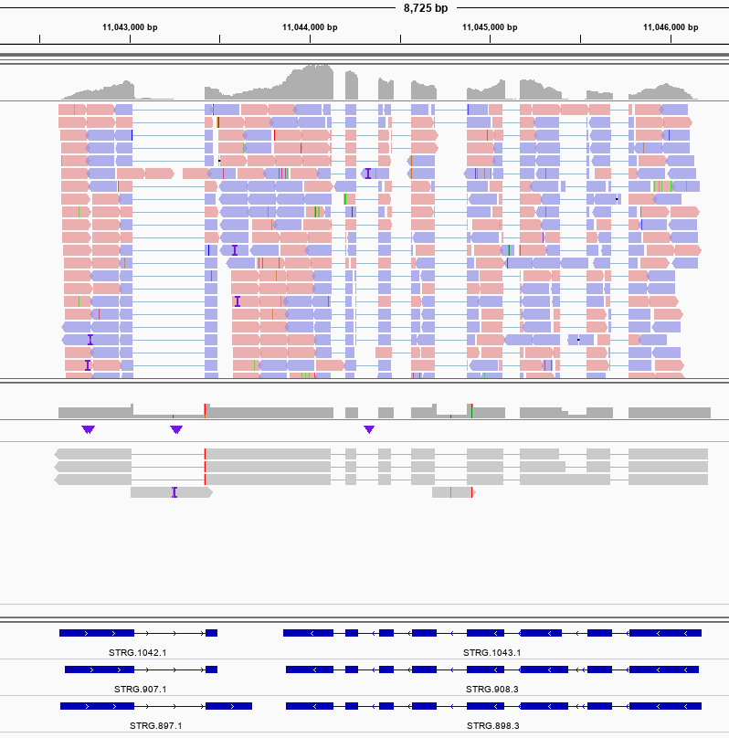 使用MAKER进行注释: 训练SNAP基因模型-CSDN博客