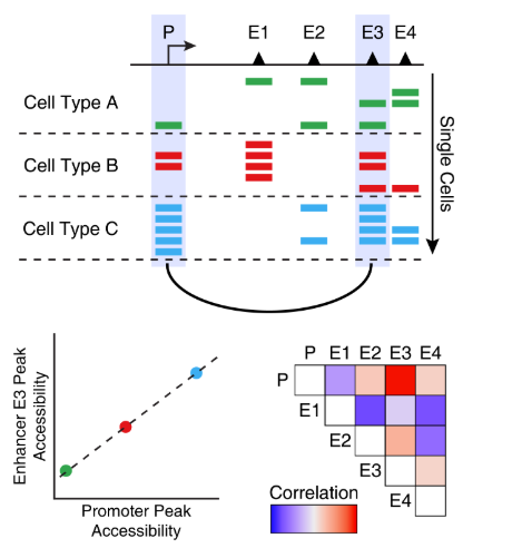 使用ArchR分析单细胞ATAC-seq数据(第十五章)-CSDN博客