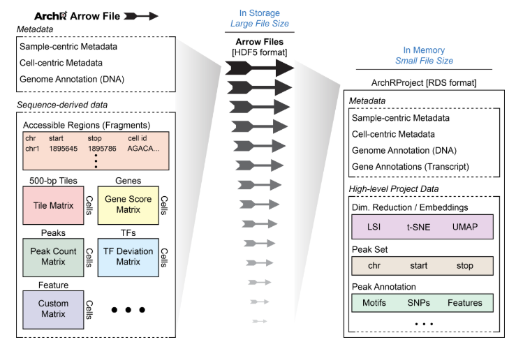 使用ArchR分析单细胞ATAC-seq数据(第一章)-CSDN博客