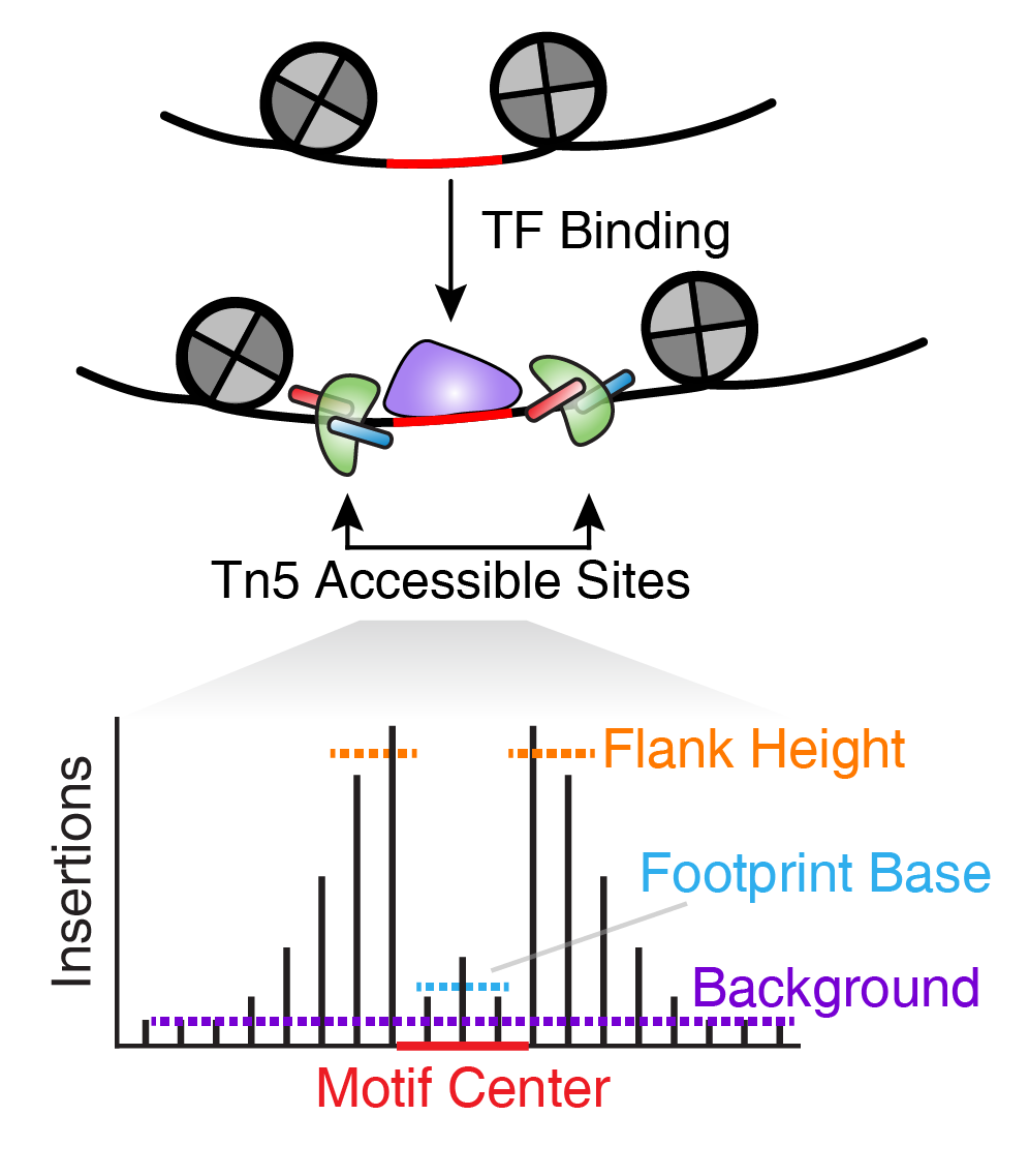 使用ArchR分析单细胞ATAC-seq数据(第十四章)-CSDN博客