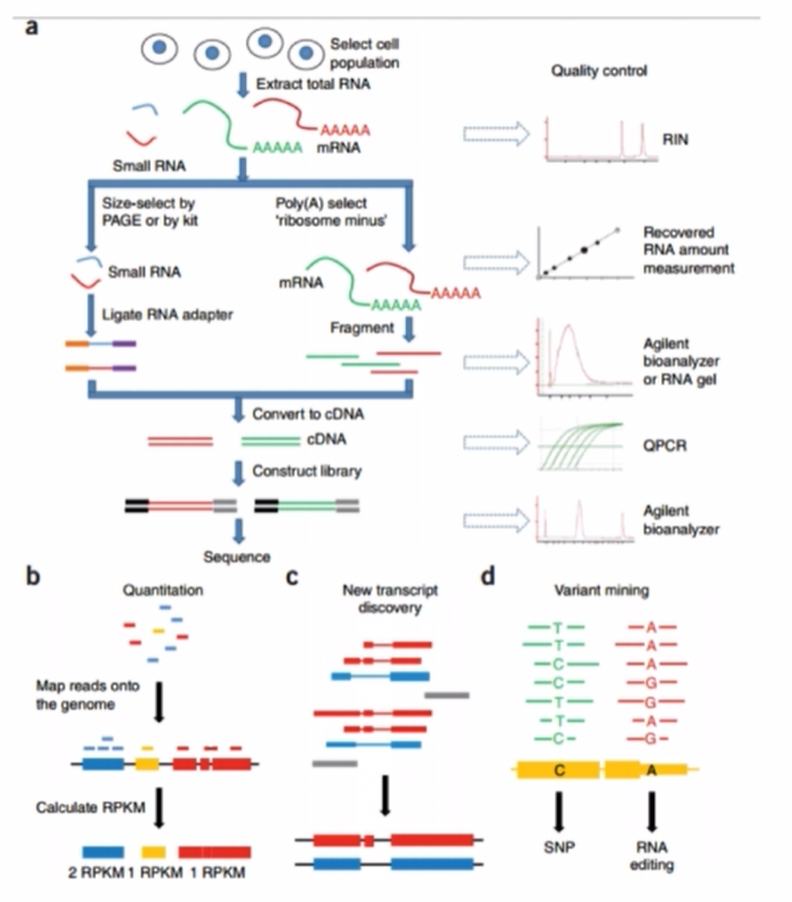 RNAseq基础（项目设计，方法原理）-CSDN博客