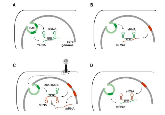 原核转录组非编码RNA研究-CSDN博客