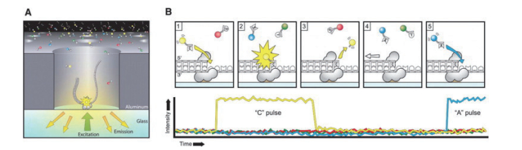 SMRT测序技术及其在微生物研究中的应用_smrt测序唱片段-CSDN博客