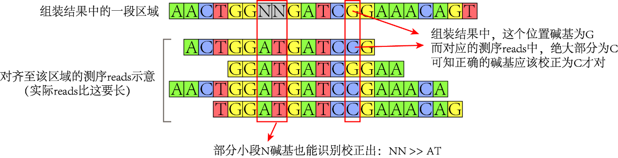2020.08.18【转载】丨叶绿体基因组二代测序组装经验分享_叶绿体基因组组装-CSDN博客