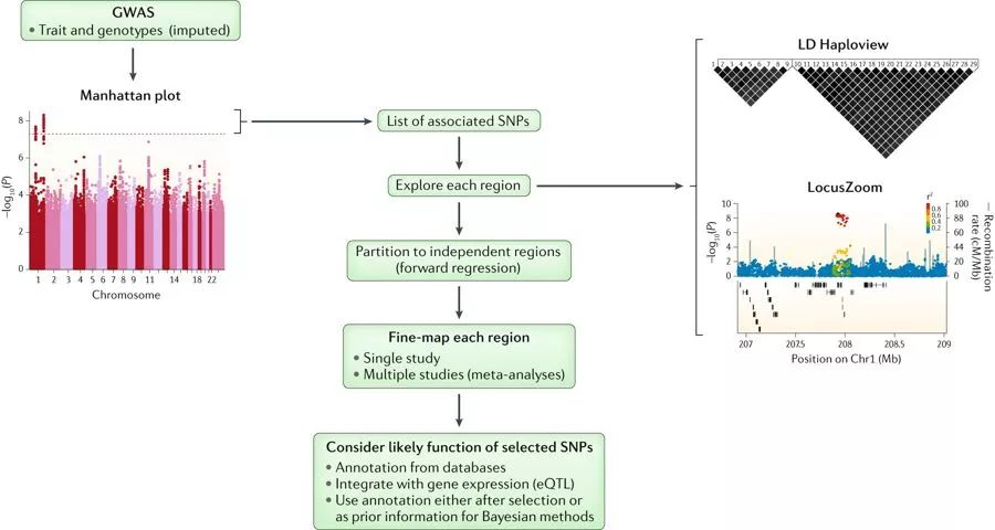 GWAS相关名词解释及基础知识储备[长期更新]_gwas数据库各个数据代表什么-CSDN博客