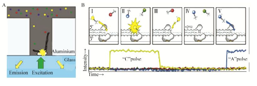 第三代测序技术在微生物研究中的应用