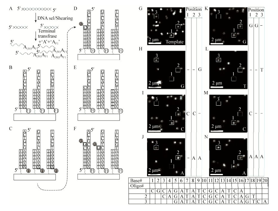 第三代测序技术在微生物研究中的应用_true single molecule sequencing,tsms-CSDN博客