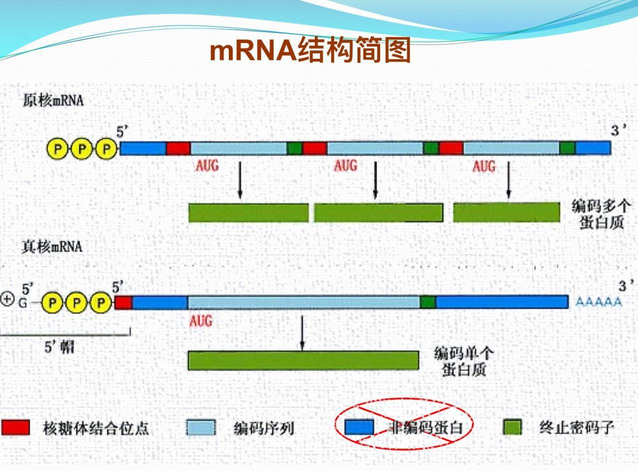 一次探索：基于香农熵预测dna中编码序列，python实现。基因序列预测代码 Csdn博客 
