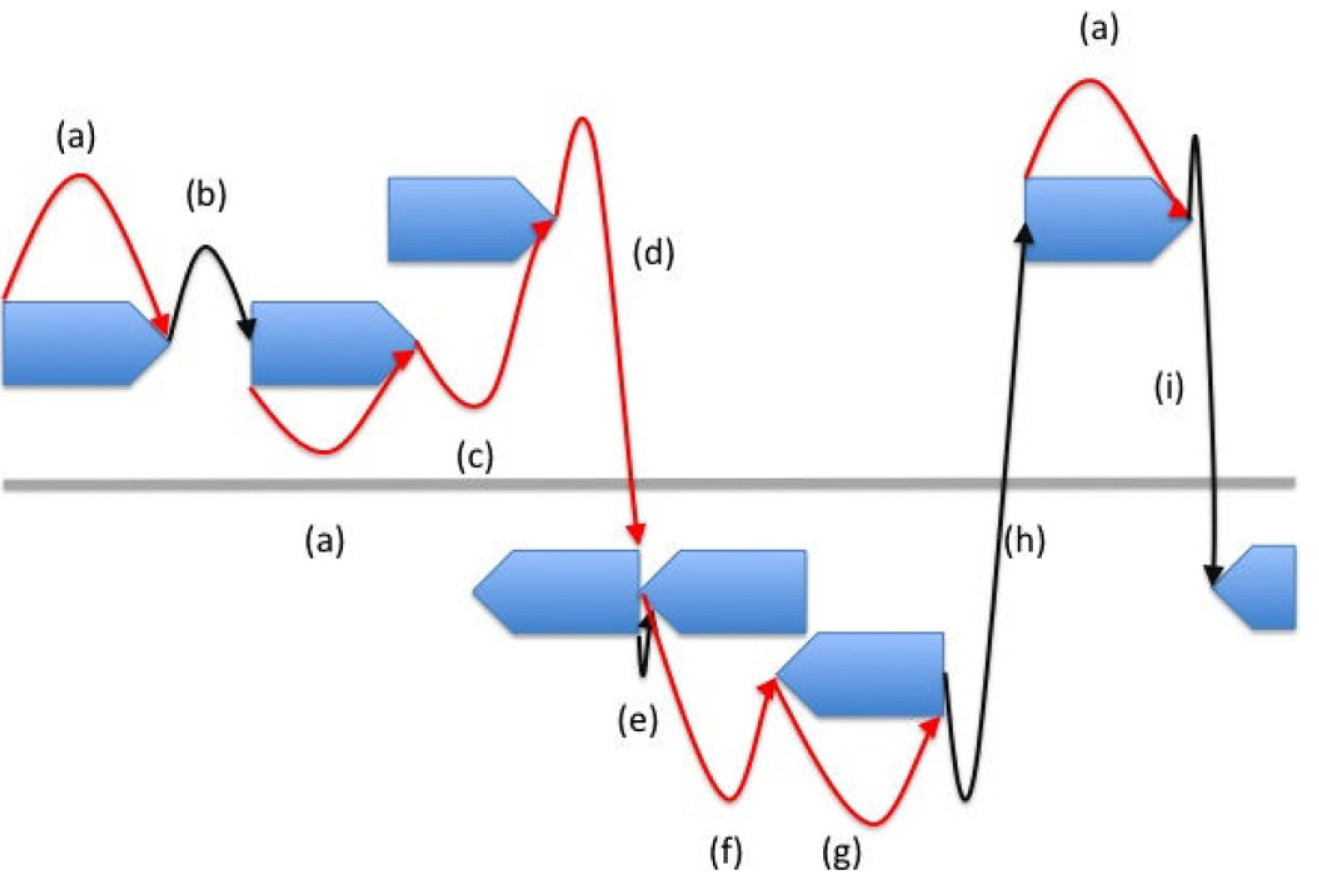 Prodigal：原核基因识别和翻译起始位点鉴定_prodigal基因预测 说明-CSDN博客