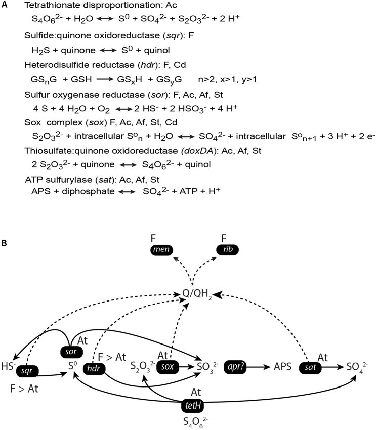 FM：代谢无机硫化合物的古菌Ferroplasma可介导细胞外电子传递_刘永鑫的博客——宏基因组公众号-CSDN博客
