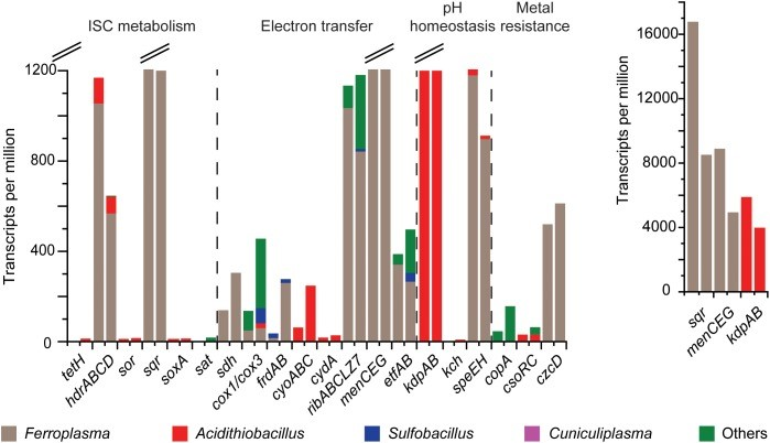 FM：代谢无机硫化合物的古菌Ferroplasma可介导细胞外电子传递_刘永鑫的博客——宏基因组公众号-CSDN博客