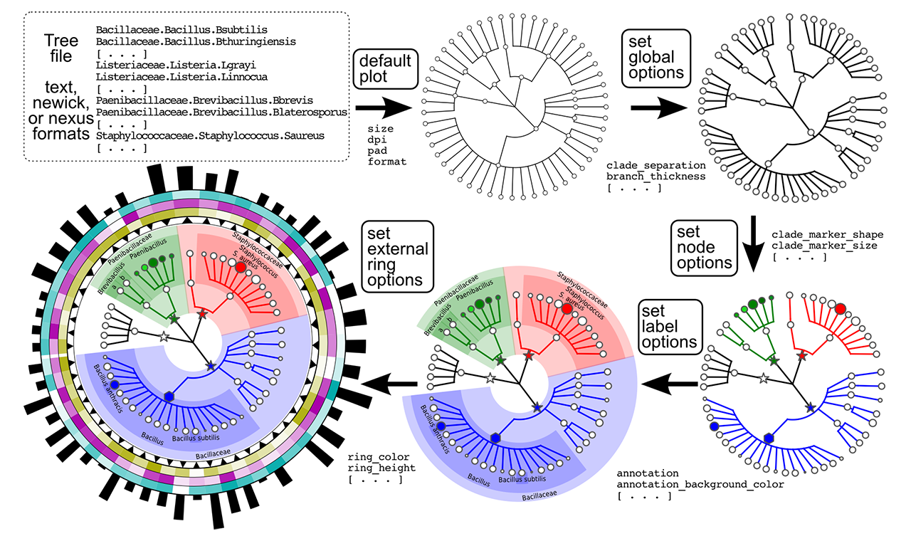 GraPhlAn教程中文版——超炫物种树进化树绘制-CSDN博客