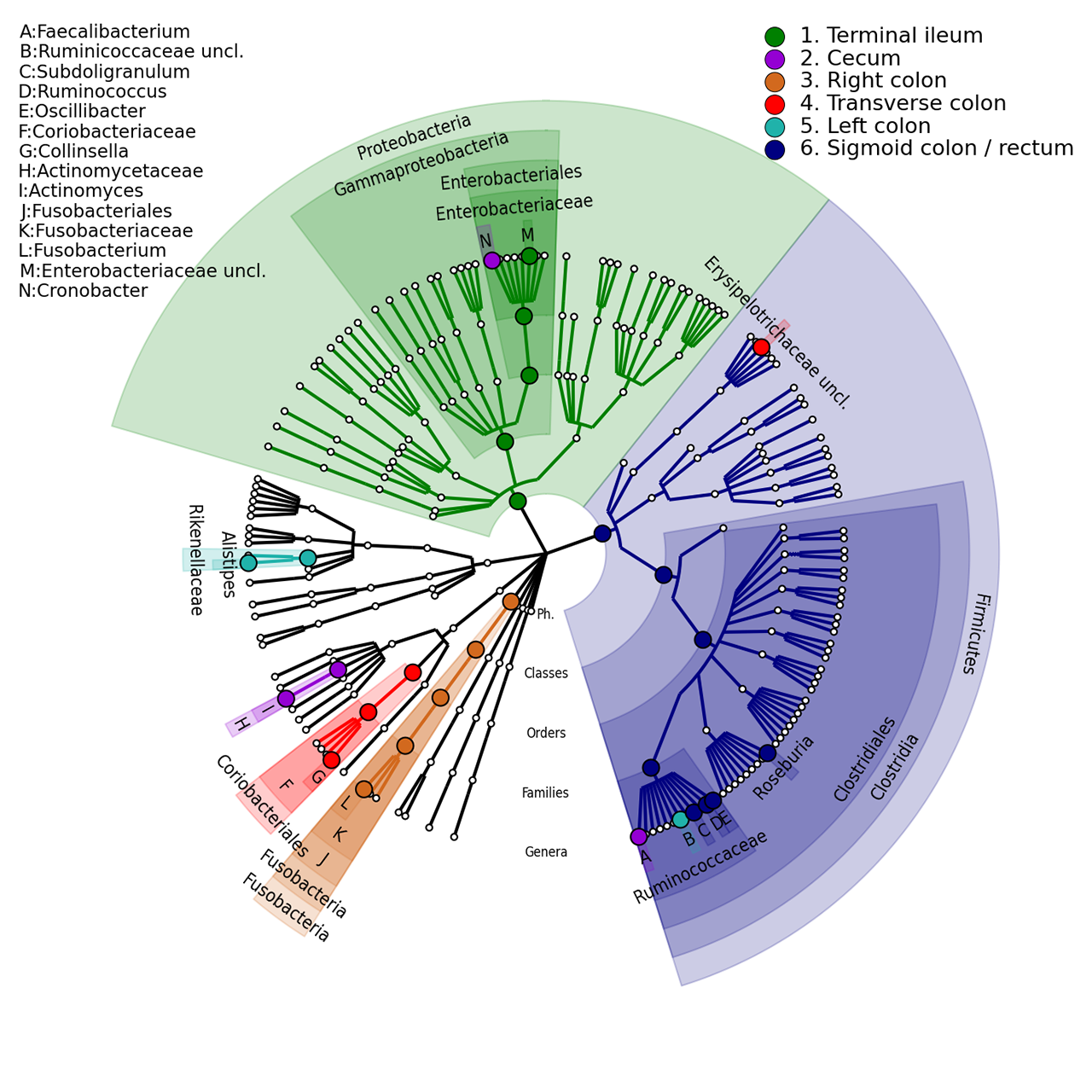 GraPhlAn教程中文版——超炫物种树进化树绘制-CSDN博客