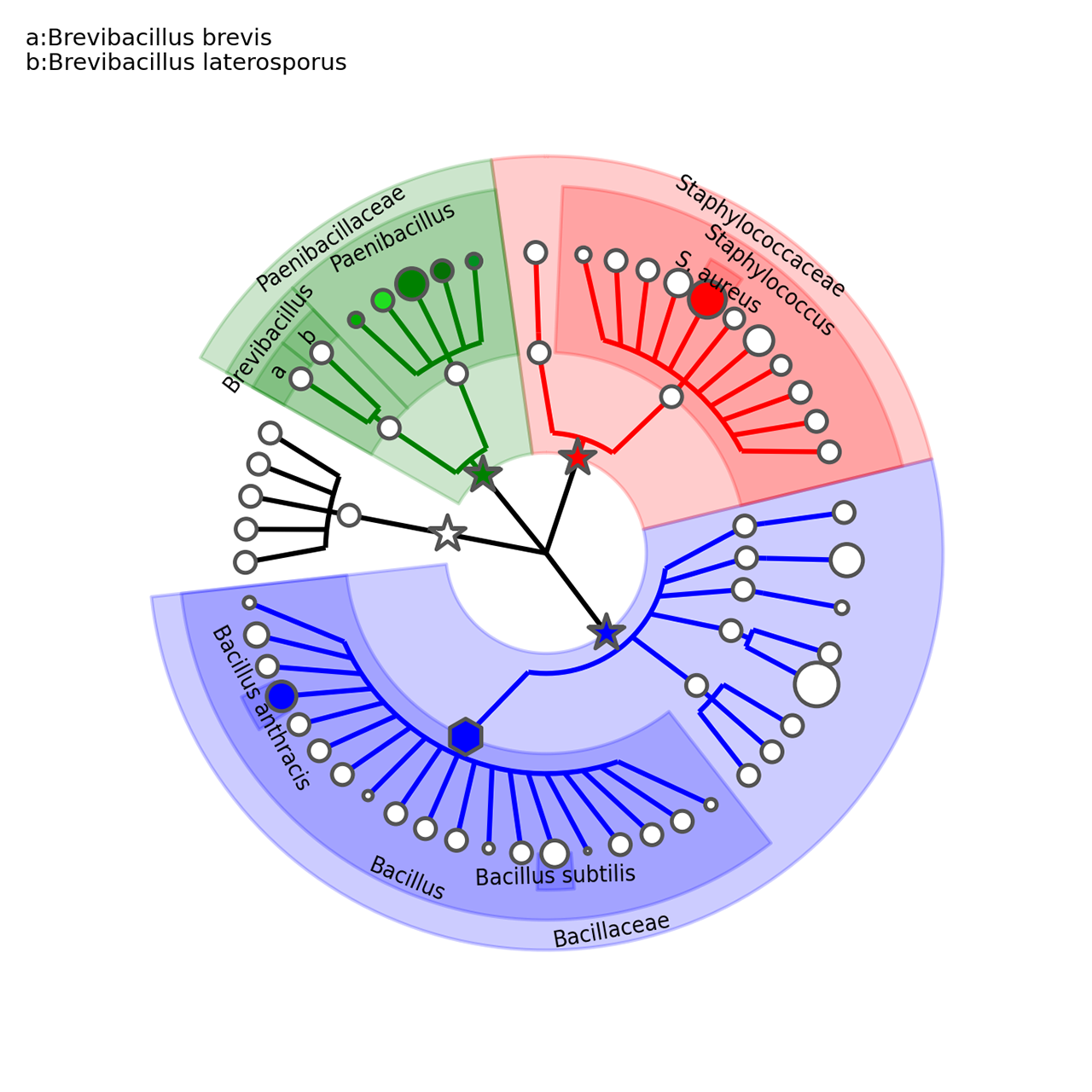 GraPhlAn教程中文版——超炫物种树进化树绘制-CSDN博客