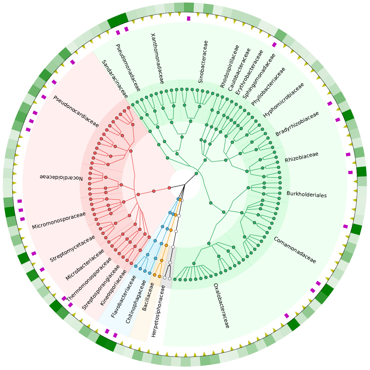 重现2篇Nature中GraPhlAn绘制的超高颜值物种树Cladogram_graphlan图怎么解读-CSDN博客