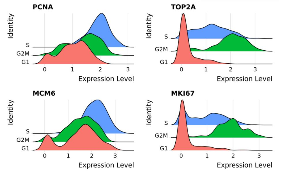 Seurat亮点之细胞周期评分和回归_cellcyclescoring 算法-CSDN博客
