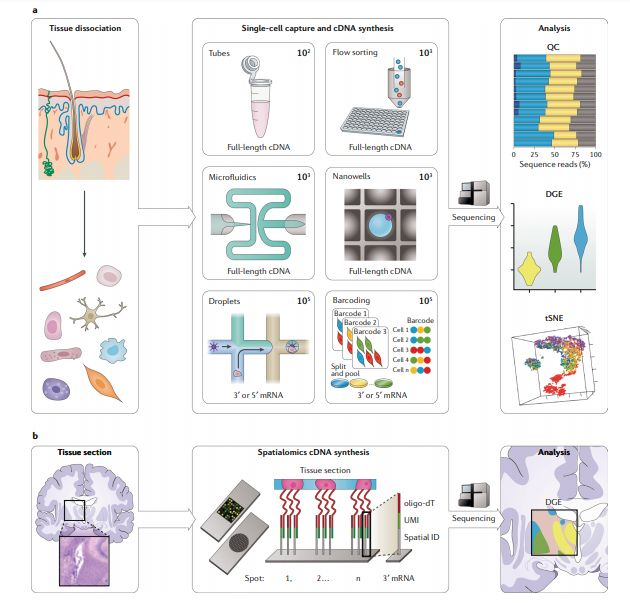 Nature重磅综述 |关于RNA-seq，你想知道的都在这_新生rna 翻译组-CSDN博客