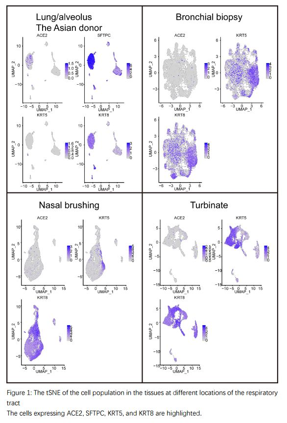 最新进展！单细胞数据显示ACE2在鼻腔、肾脏、睾丸均有分布！_ace2受体主要分布-CSDN博客