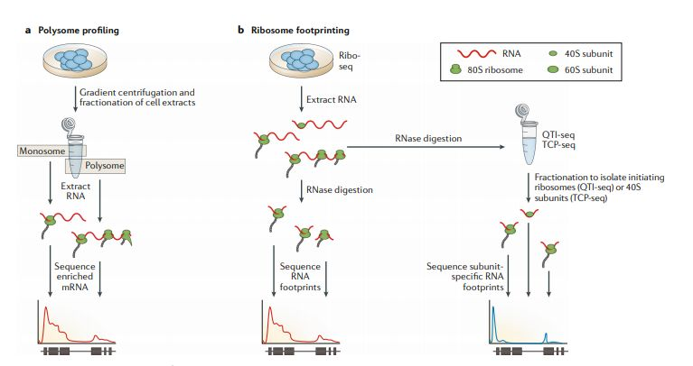 Nature重磅综述 |关于RNA-seq，你想知道的都在这_新生rna 翻译组-CSDN博客