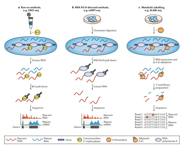 Nature重磅综述 |关于RNA-seq，你想知道的都在这_新生rna 翻译组-CSDN博客