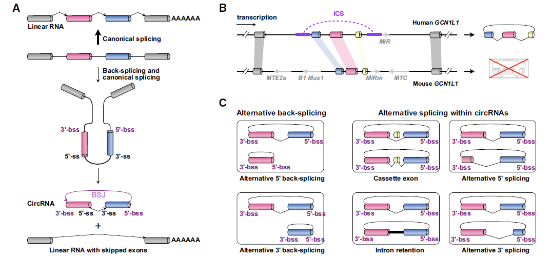Circular RNA的产生机制、功能及RNA-seq数据鉴定方法_AIPuFu的博客-CSDN博客