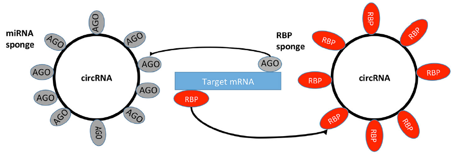 Circular RNA的产生机制、功能及RNA-seq数据鉴定方法_AIPuFu的博客-CSDN博客