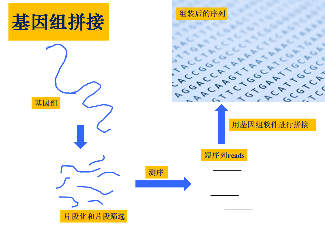 经典：基因组测序数据从头拼接或组装算法的原理基因组拼接和组装 Csdn博客 
