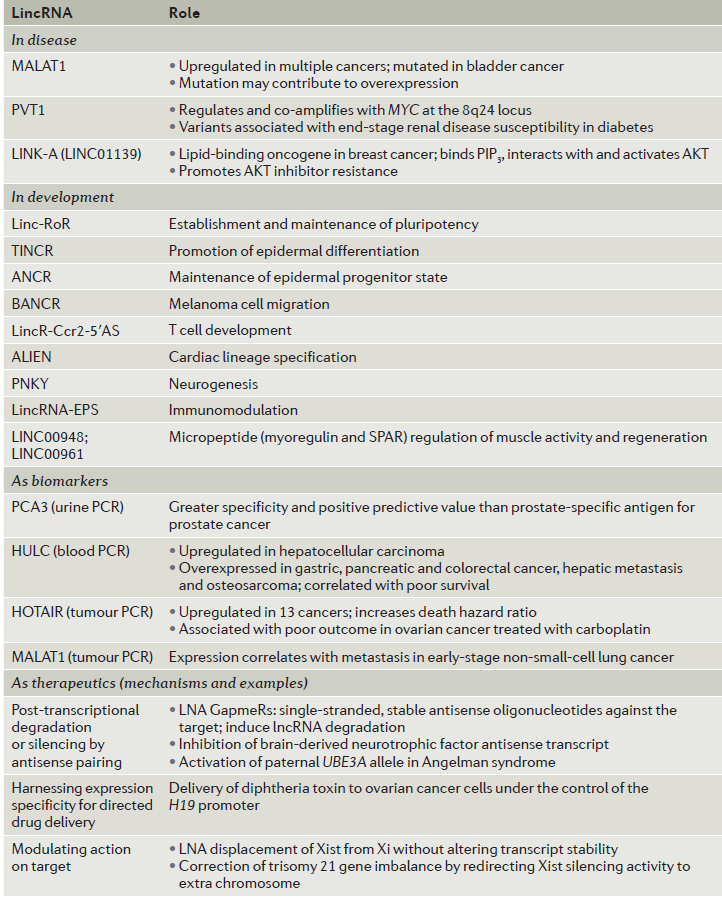 一文读懂长非编码RNA（lncRNA）的分类、功能及测序鉴定方法_AIPuFu的博客-CSDN博客_lncrna分类