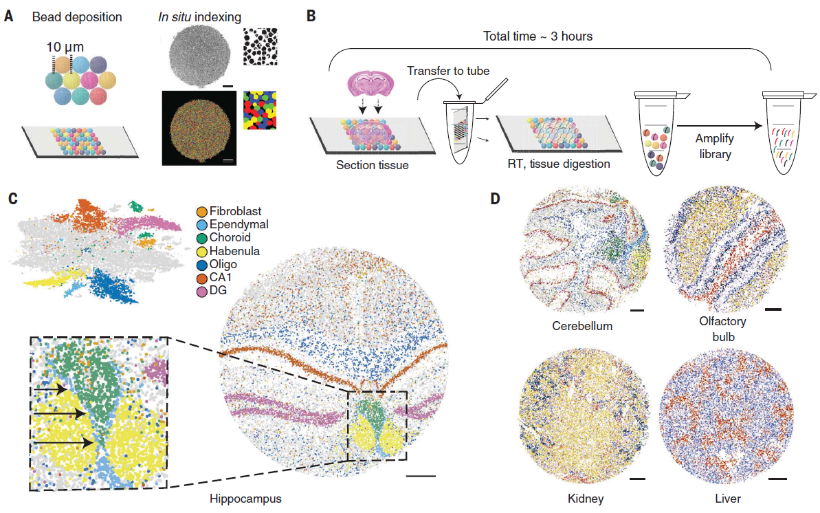 Science重磅 | 新技术Slide-seq能以高空间分辨率测量全基因组的表达情况_AIPuFu的博客-CSDN博客