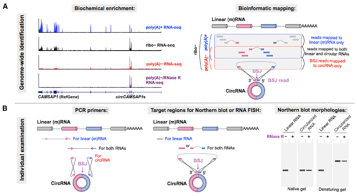Circular RNA的产生机制、功能及RNA-seq数据鉴定方法_AIPuFu的博客-CSDN博客