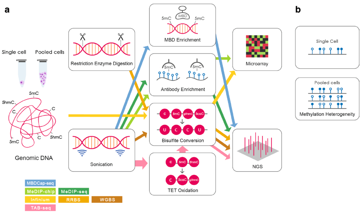 一文读懂：DNA甲基化的作用及各种高通量检测方法比较_mbd-seq_AIPuFu的博客-CSDN博客
