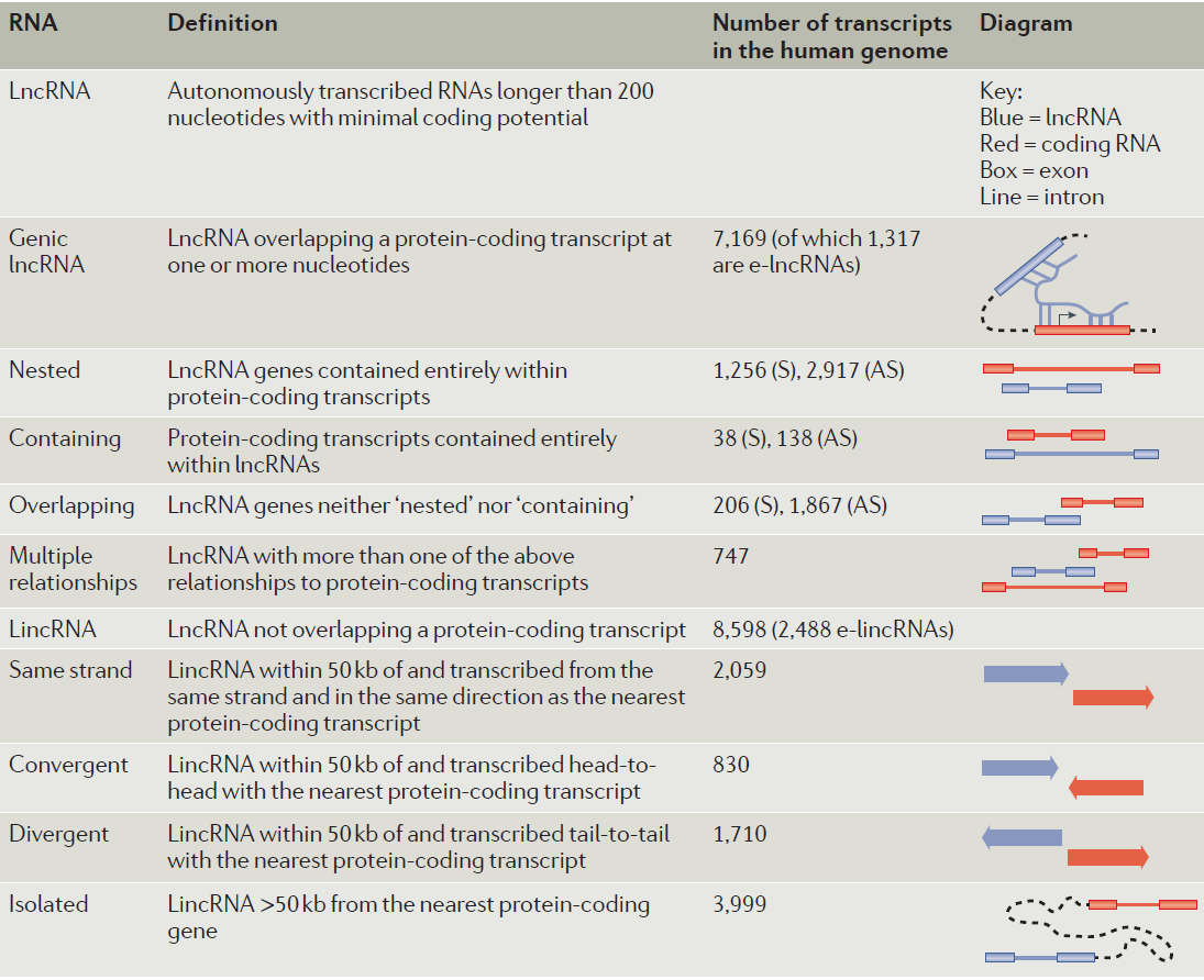 一文读懂长非编码RNA（lncRNA）的分类、功能及测序鉴定方法_AIPuFu的博客-CSDN博客_lincrna与lncrna区别