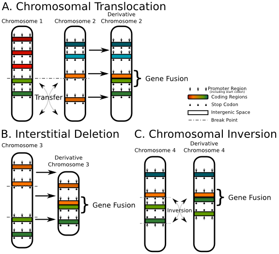 一文搞懂基因融合（gene fusion）的定义、产生机制及鉴定方法_lv-fusion-gene-葱35-CSDN博客