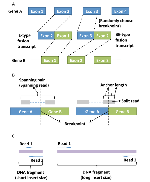 一文搞懂基因融合（gene fusion）的定义、产生机制及鉴定方法_AIPuFu的博客-CSDN博客_基因融合