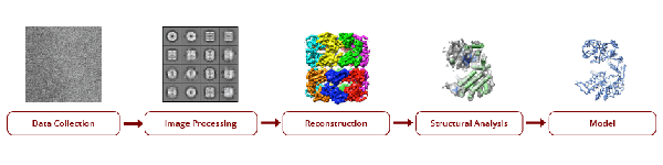 冷冻电镜(cryo-EM)三维图像重构软件Relion工作站配置推荐