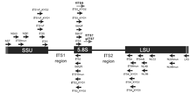 MPB：林科院袁志林组-巢式PCR检测植物组织痕量内生真菌的方法及其引物-CSDN博客