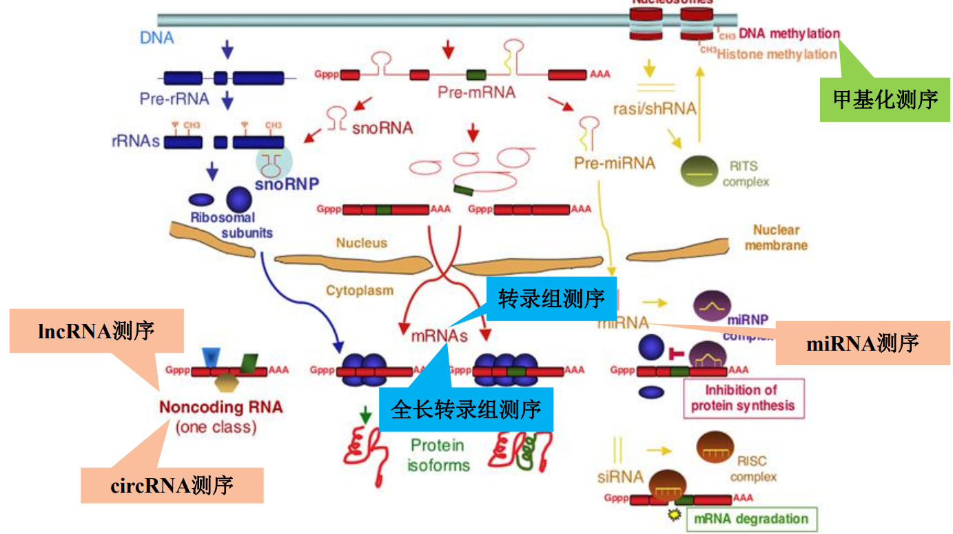RNA 的二级结构 - 程序员大本营
