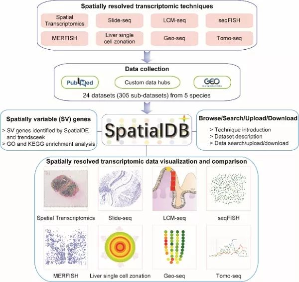 SpatialDB |单细胞空间转录组数据分析可视化平台-CSDN博客