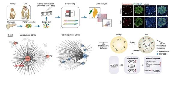 国际上首次报道的非人灵长类胰岛衰老的单细胞转录组图谱-CSDN博客