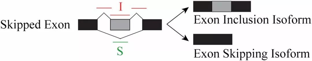 使用rmats进行可变剪切的分析-CSDN博客