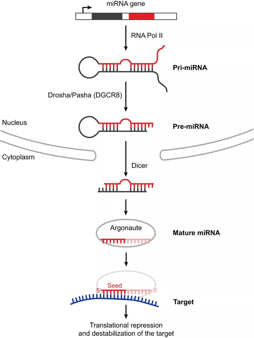 circinteractome:环状RNA与RBP以及miRNA结合的数据库 - 程序员大本营