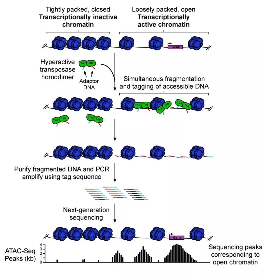 最近大火的ATAC, 究竟是干什么的-CSDN博客
