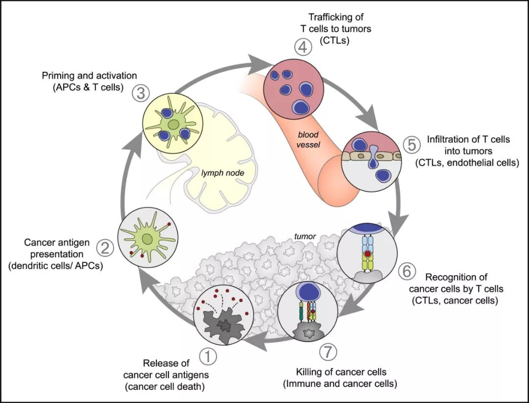 Cancer-Immunity Cycle:肿瘤免疫循环简介-CSDN博客