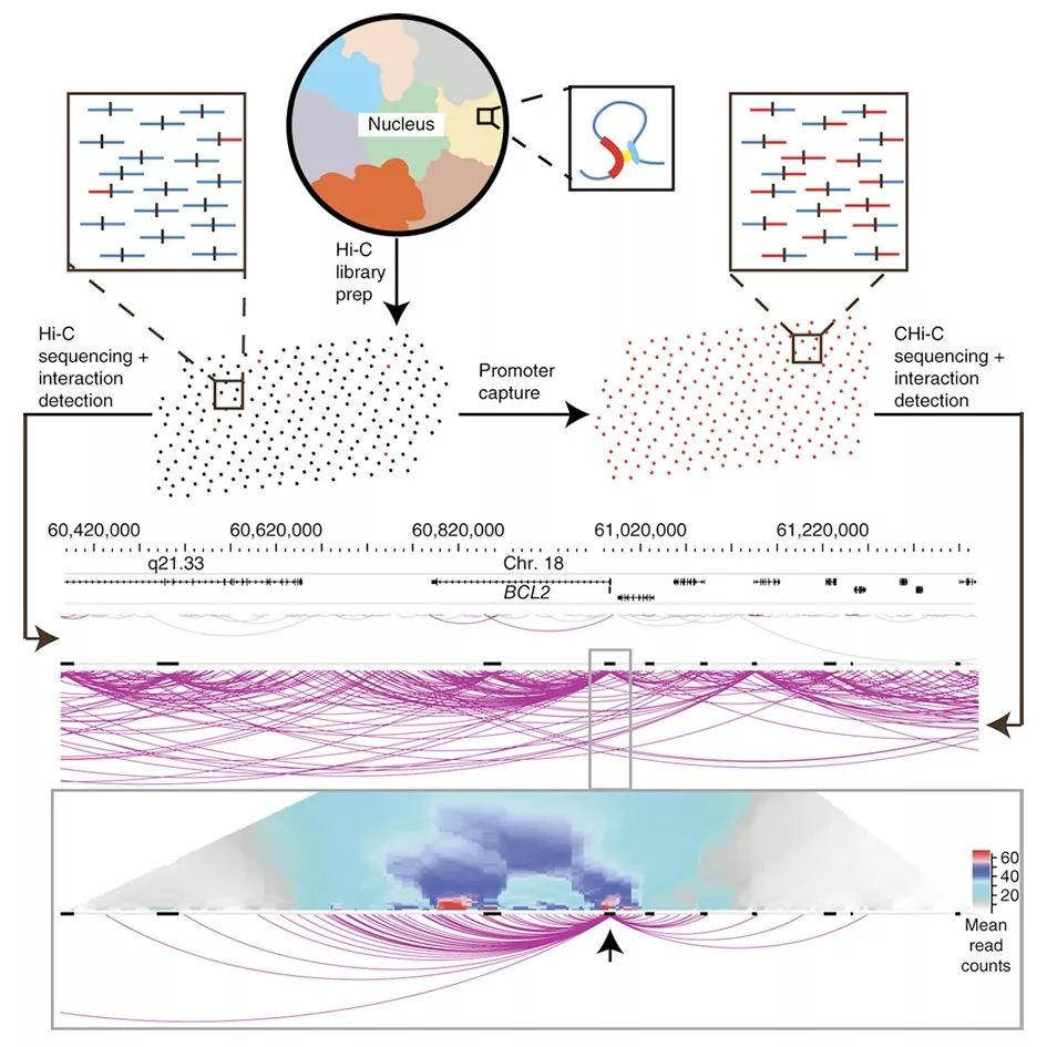 Promoter Capture Hi-C:研究启动子区染色质互作的利器-CSDN博客