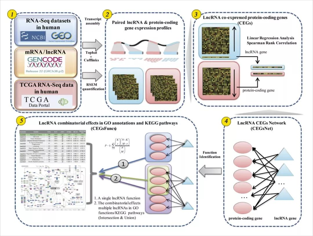 LncRNA2Target:lncRNA靶基因数据库 - 程序员大本营
