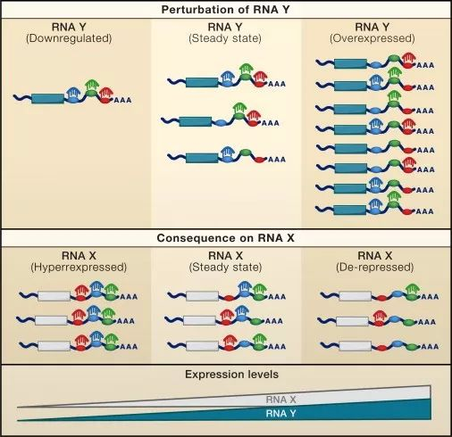 ceRNA调控机制简介-CSDN博客