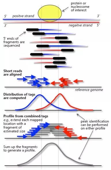 MACS:使用最广泛的peak calling软件之一-CSDN博客