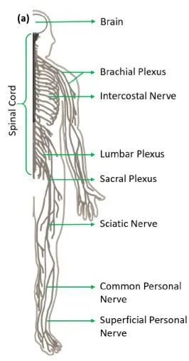 SpinalNet：使用逐步输入的深度神经网络-CSDN博客