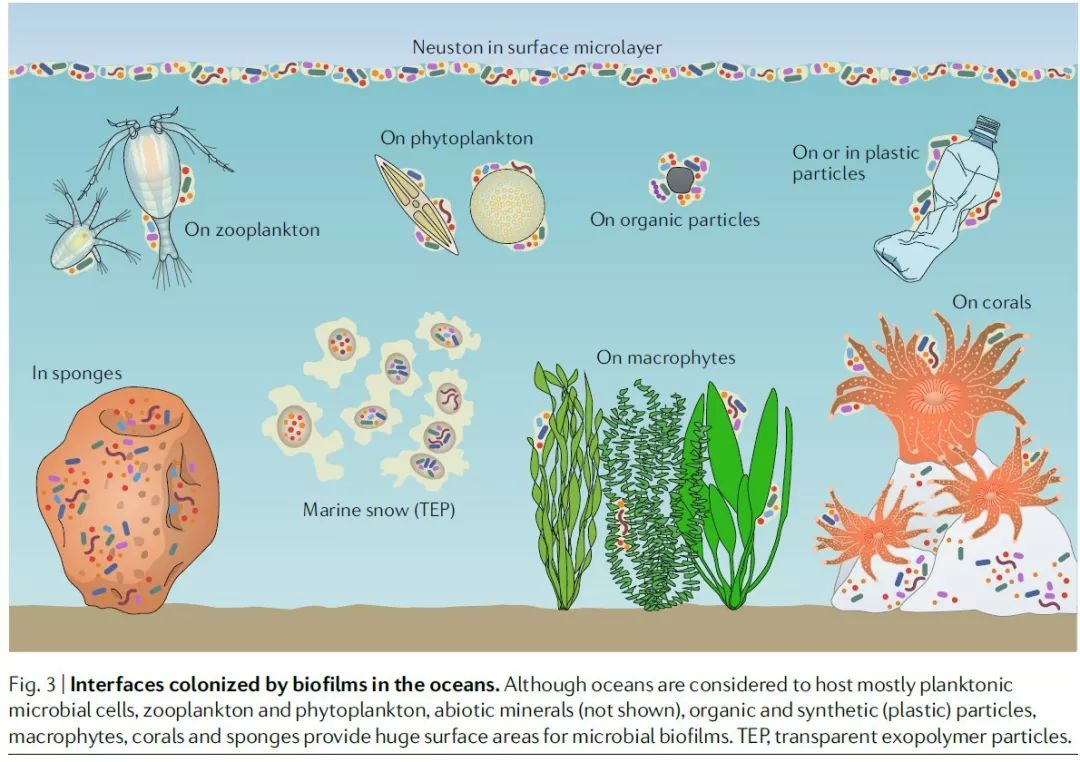 Nature综述： 地球上细菌和古菌的生物被膜丰度-CSDN博客