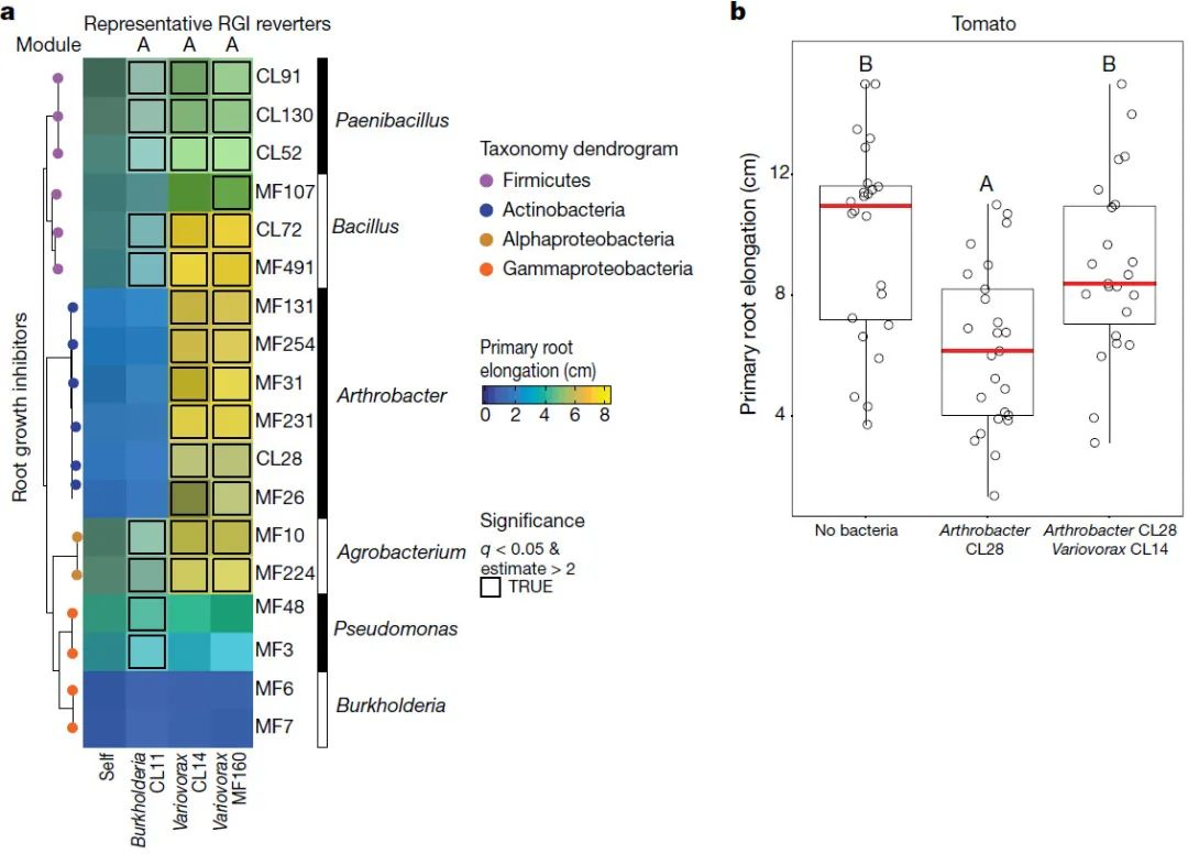 Nature：Jeff Dangl团队揭示贪噬菌属在微生物组中维持根的生长-CSDN博客